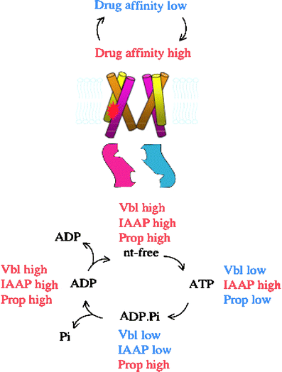 Structure and function of ABC transporters: the ATP switch provides ...