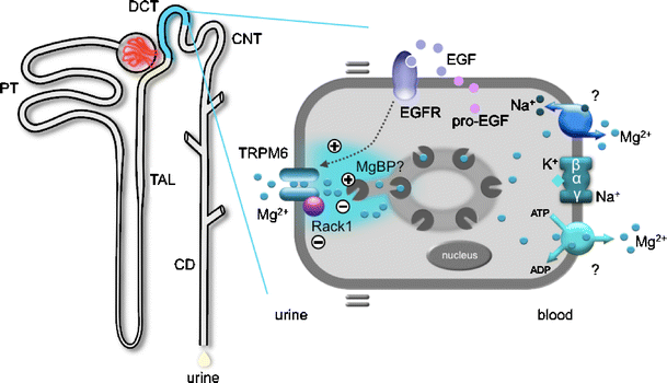Regulation of magnesium reabsorption in DCT | SpringerLink