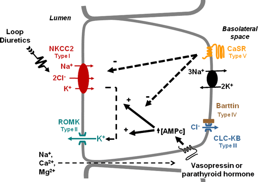 Thick ascending limb: the Na+:K+:2Cl− co-transporter, NKCC2, and the ...