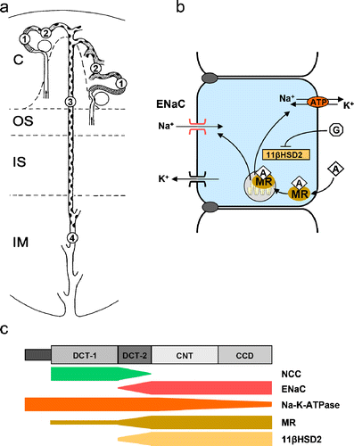 Regulated sodium transport in the renal connecting tubule (CNT) via the ...