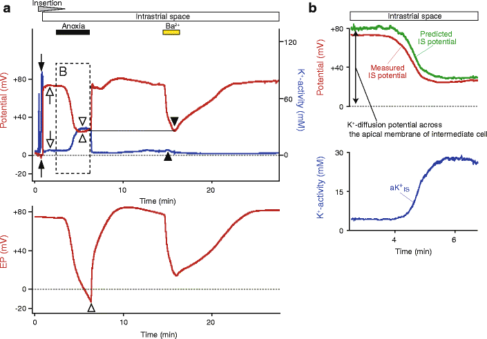 How is the highly positive endocochlear potential formed? The specific ...
