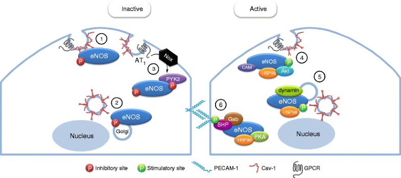 Molecular mechanisms underlying the activation of eNOS | SpringerLink