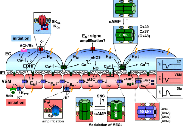 Connexins and gap junctions in the EDHF phenomenon and conducted ...
