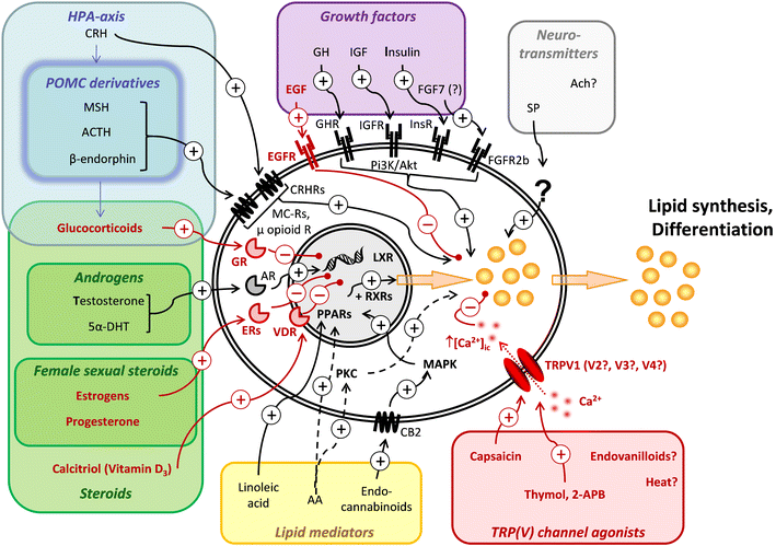 “Sebocytes’ makeup” - Novel mechanisms and concepts in the physiology ...