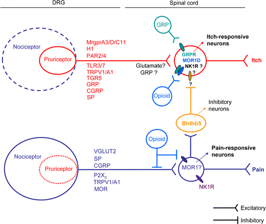 New insights into the mechanisms of itch: are pain and itch controlled ...