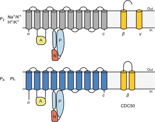P4-ATPases: lipid flippases in cell membranes | SpringerLink