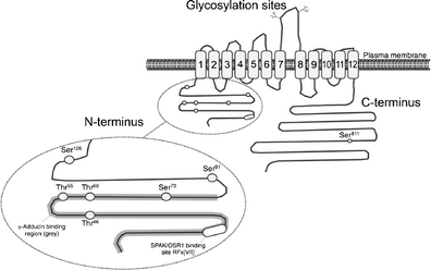 The sodium chloride cotransporter SLC12A3: new roles in sodium ...