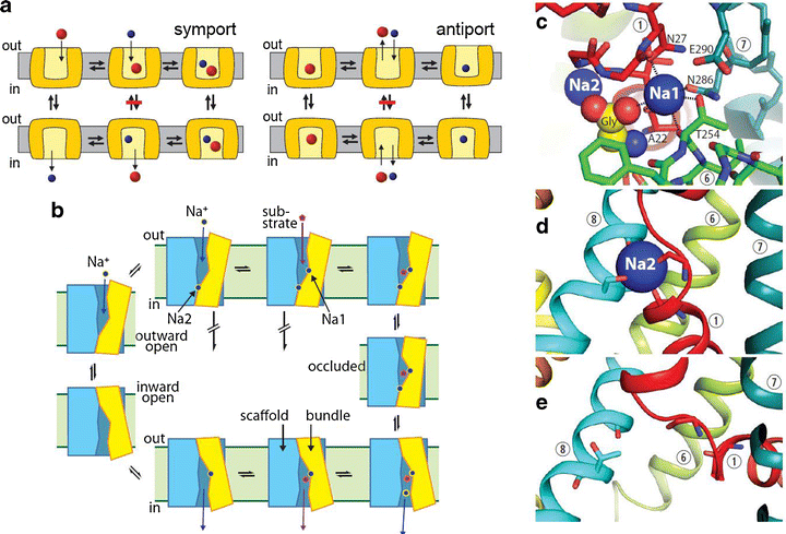 The SLC6 transporters: perspectives on structure, functions, regulation ...