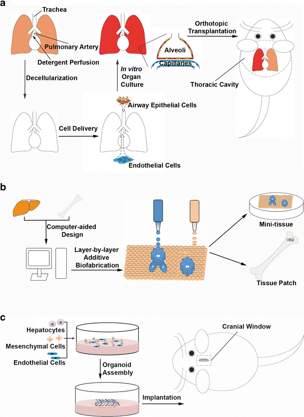 On the road to bioartificial organs | SpringerLink