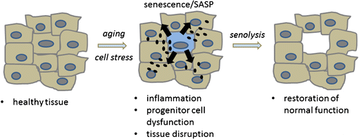 Senotherapy: growing old and staying young? | SpringerLink