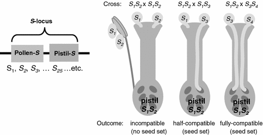 Gametophytic self-incompatibility: understanding the cellular ...