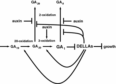 Regulation of the gibberellin pathway by auxin and DELLA proteins ...
