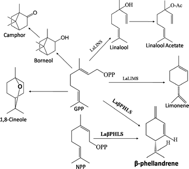 Cloning and functional characterization of β-phellandrene synthase from ...