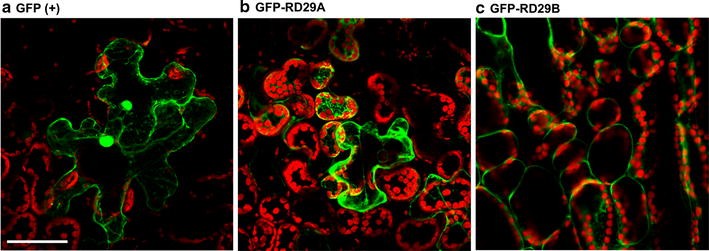 Characterization of abiotic stress-responsive Arabidopsis thaliana ...