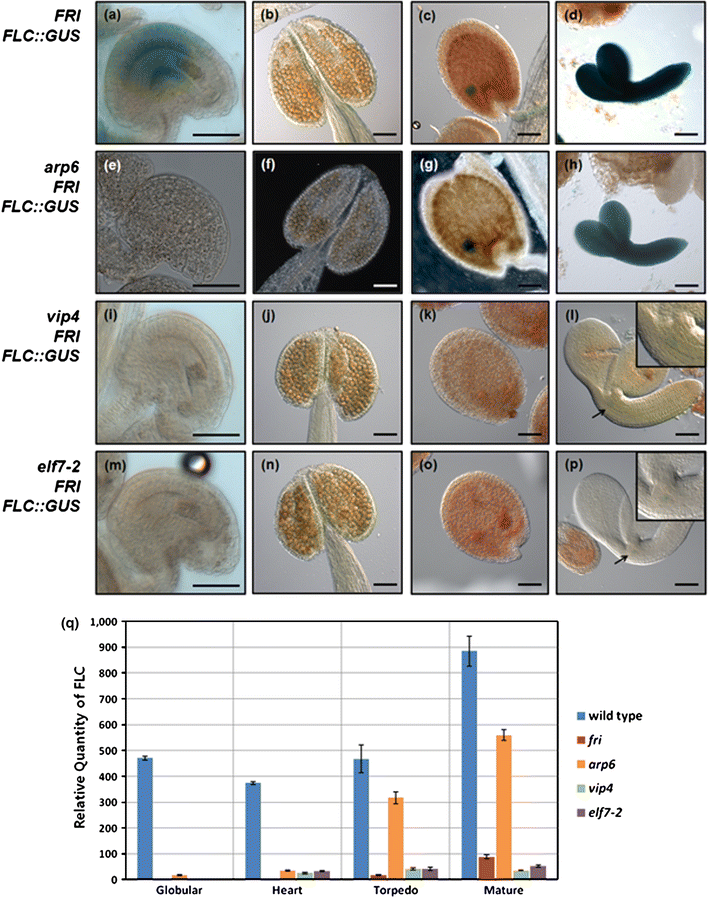 Identification of regulators required for the reactivation of FLOWERING ...