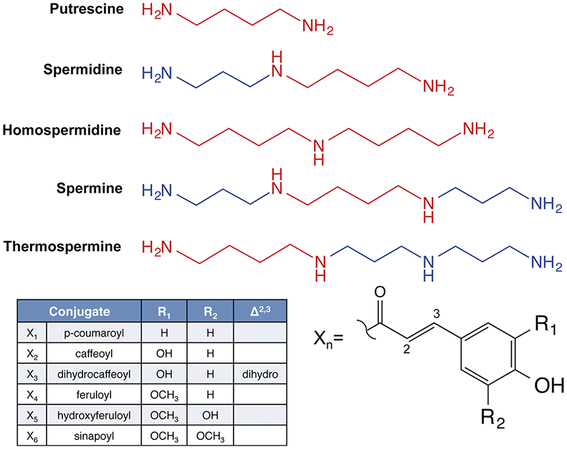 The roles of polyamines during the lifespan of plants: from development ...