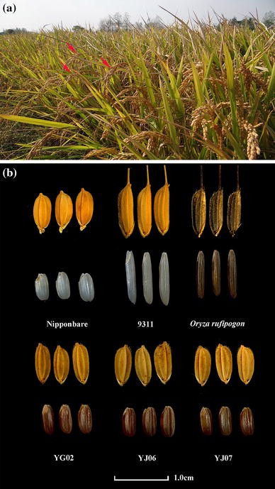 Genome re-sequencing suggested a weedy rice origin from domesticated ...