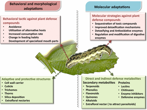 Ecological turmoil in evolutionary dynamics of plant–insect ...