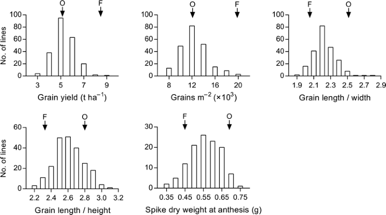Pleiotropic effects of the wheat domestication gene Q on yield and ...