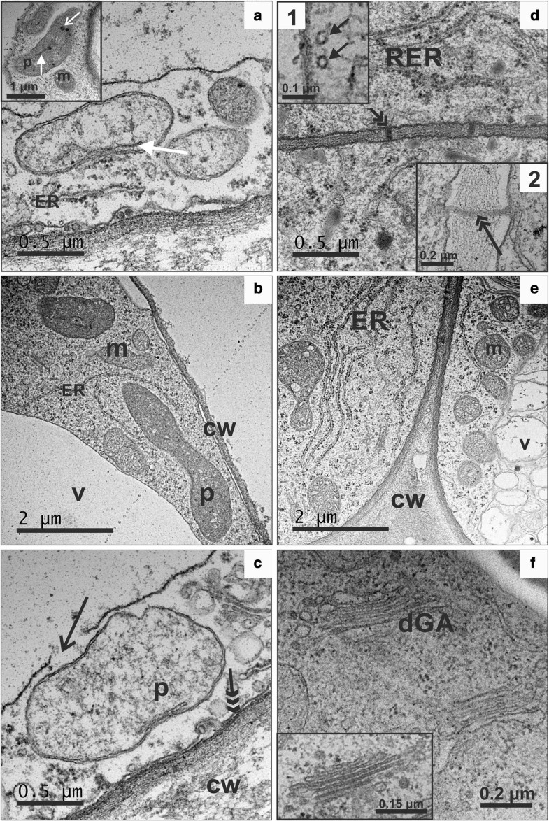 Unique chromoplast organisation and carotenoid gene expression in ...