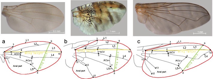 Erratum to: Size relationships of different body parts in the three ...