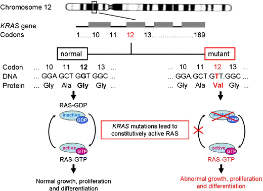 KRAS mutation testing for predicting response to anti-EGFR therapy for ...