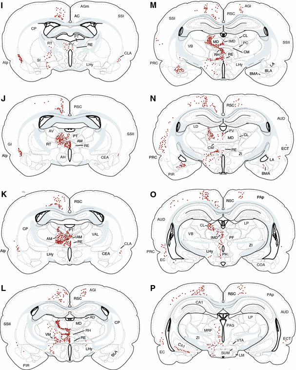 Anatomical analysis of afferent projections to the medial prefrontal ...