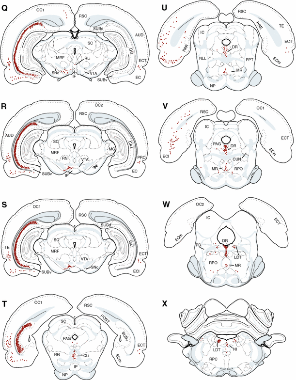 Anatomical analysis of afferent projections to the medial prefrontal ...