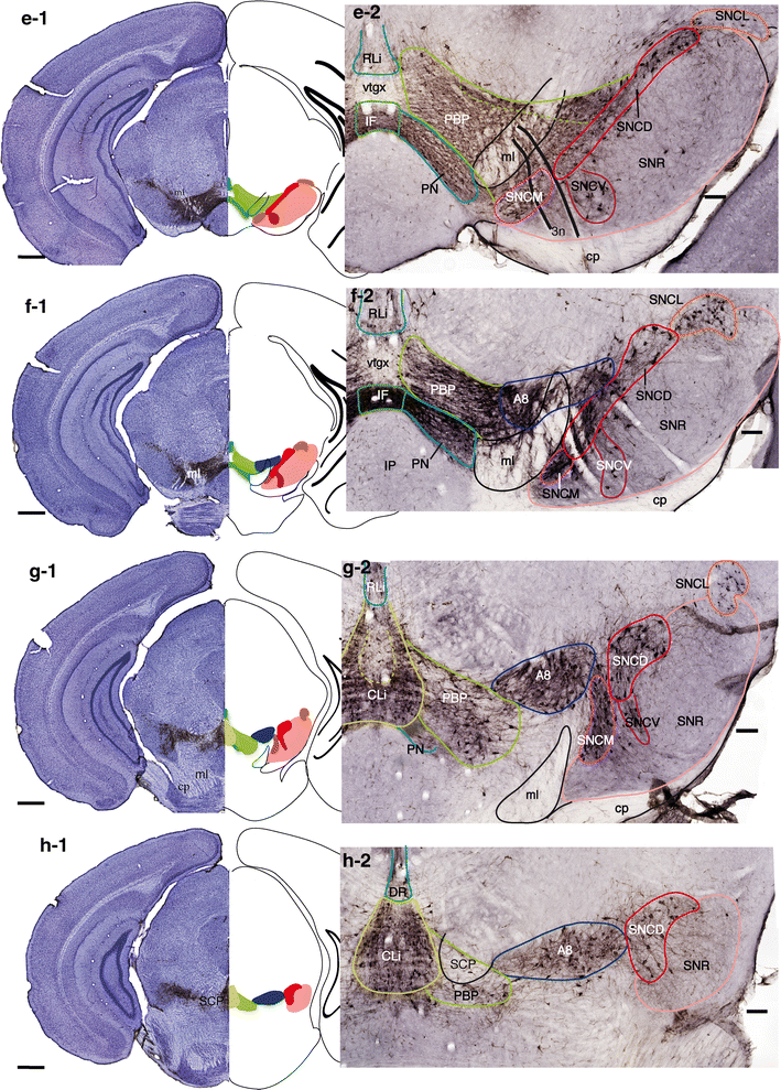 A cytoarchitectonic and chemoarchitectonic analysis of the dopamine ...