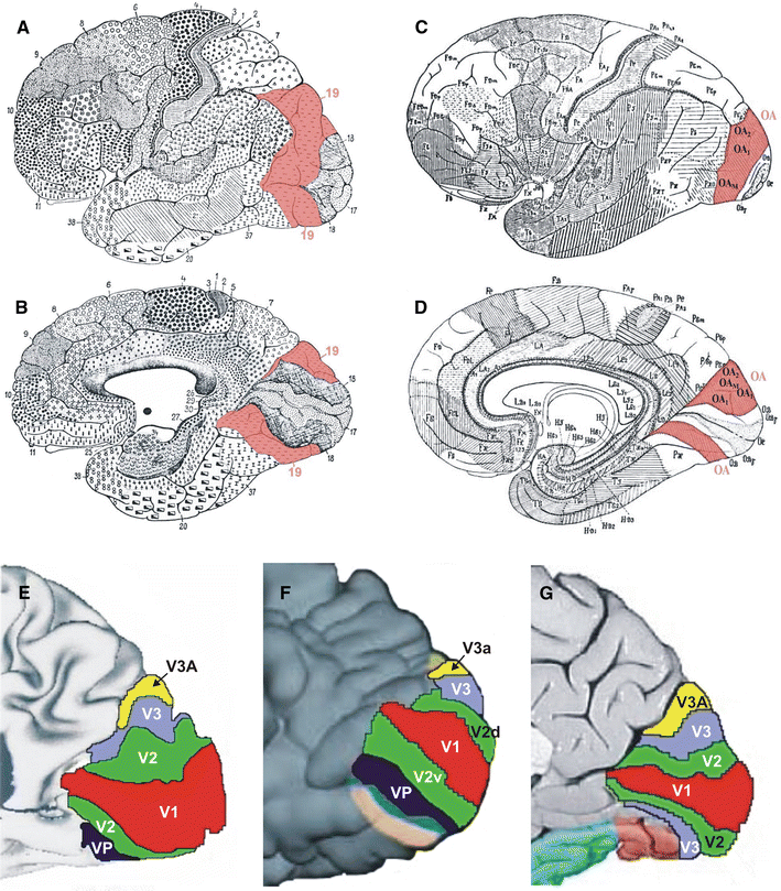 Cytoarchitectonic mapping of the human dorsal extrastriate cortex ...