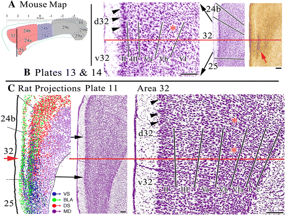 Cytoarchitecture of mouse and rat cingulate cortex with human ...