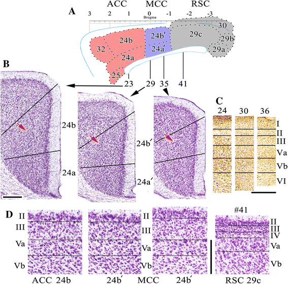 Cytoarchitecture of mouse and rat cingulate cortex with human ...