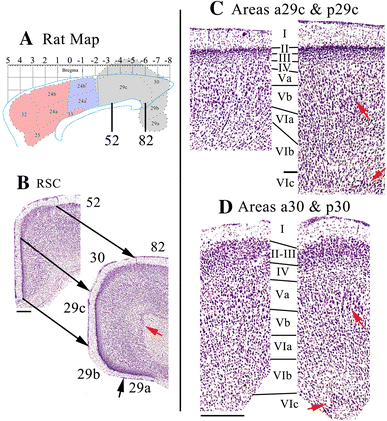 Cytoarchitecture of mouse and rat cingulate cortex with human ...