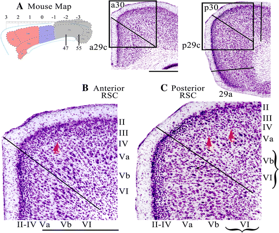 Cytoarchitecture of mouse and rat cingulate cortex with human ...