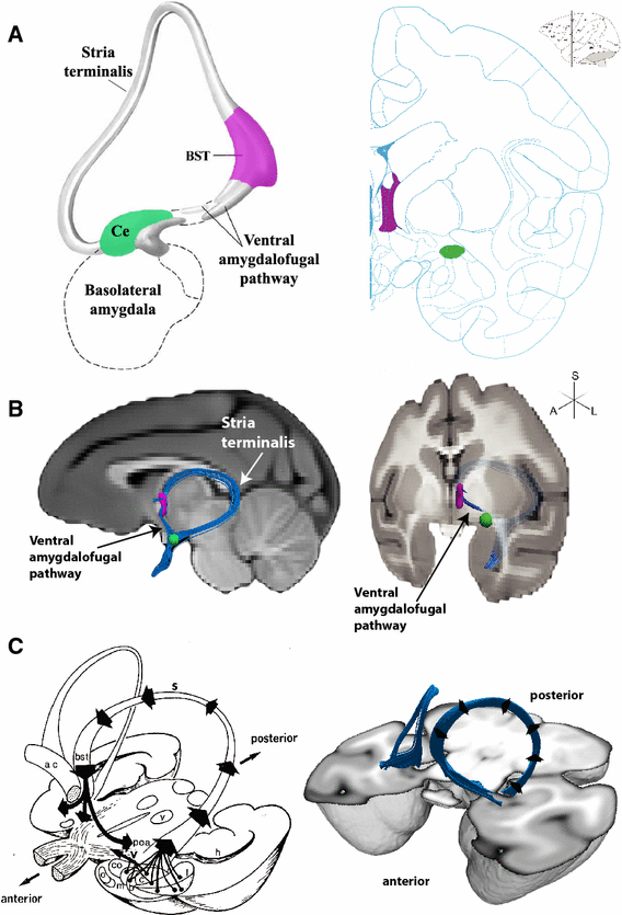 Connectivity between the central nucleus of the amygdala and the bed ...