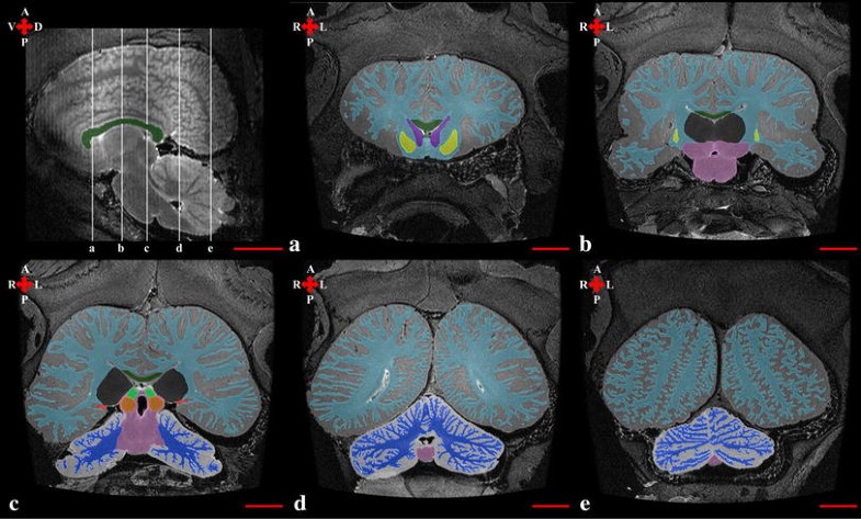 Neuroanatomy of the killer whale ( Orcinus orca): a magnetic resonance ...