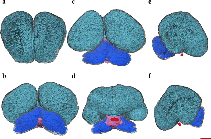 Neuroanatomy of the killer whale ( Orcinus orca): a magnetic resonance ...