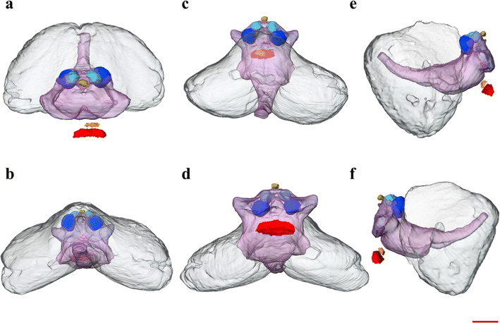 Neuroanatomy of the killer whale ( Orcinus orca): a magnetic resonance ...