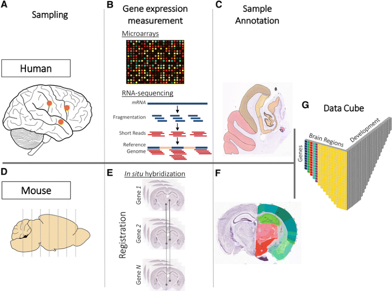 Brain transcriptome atlases: a computational perspective | SpringerLink