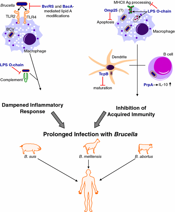 Survival of the fittest: how Brucella strains adapt to their ...