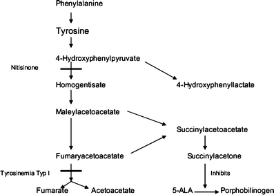 Significant increase of succinylacetone within the first 12 h of life ...
