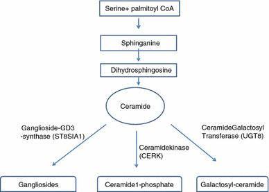 Gene expression of ceramide kinase, galactosyl ceramide synthase and ...