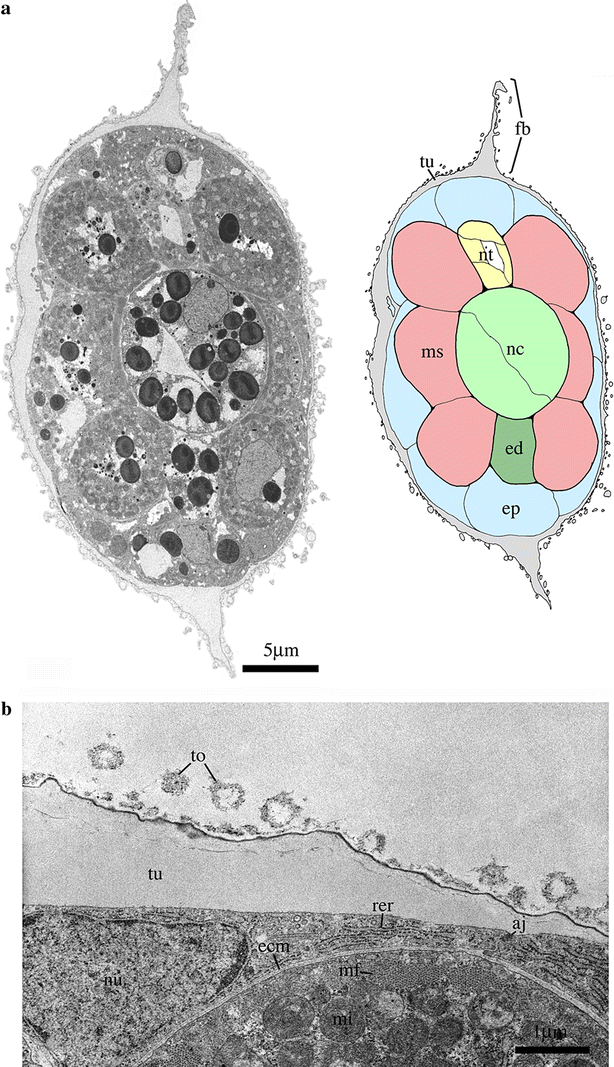Ontogeny of the appendicularian Oikopleura dioica (Tunicata, Chordata ...