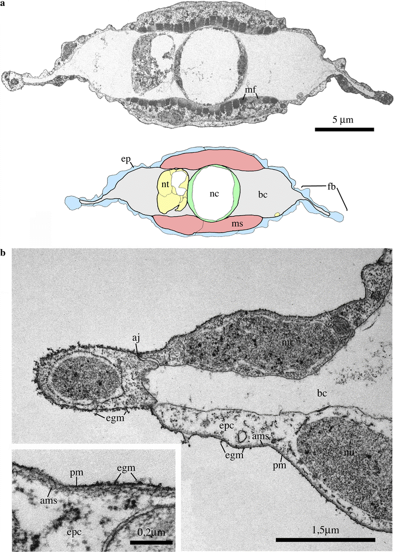 Ontogeny of the appendicularian Oikopleura dioica (Tunicata, Chordata ...