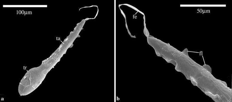 Ontogeny of the appendicularian Oikopleura dioica (Tunicata, Chordata ...