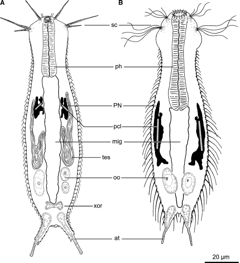 Ultrastructure of protonephridia in Xenotrichula carolinensis syltensis ...