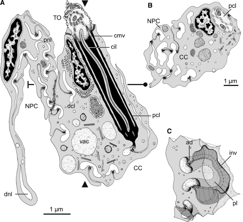 Ultrastructure of protonephridia in Xenotrichula carolinensis syltensis ...