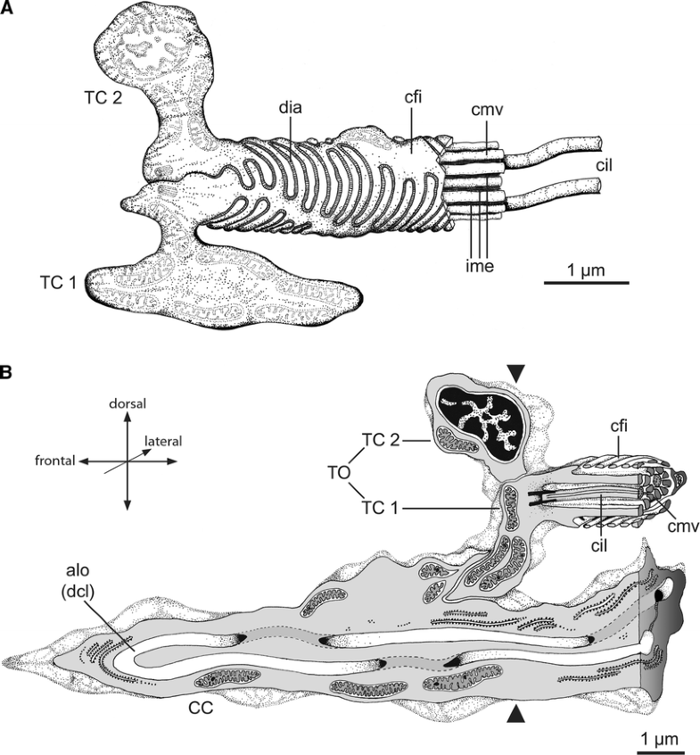 Ultrastructure of protonephridia in Xenotrichula carolinensis syltensis ...