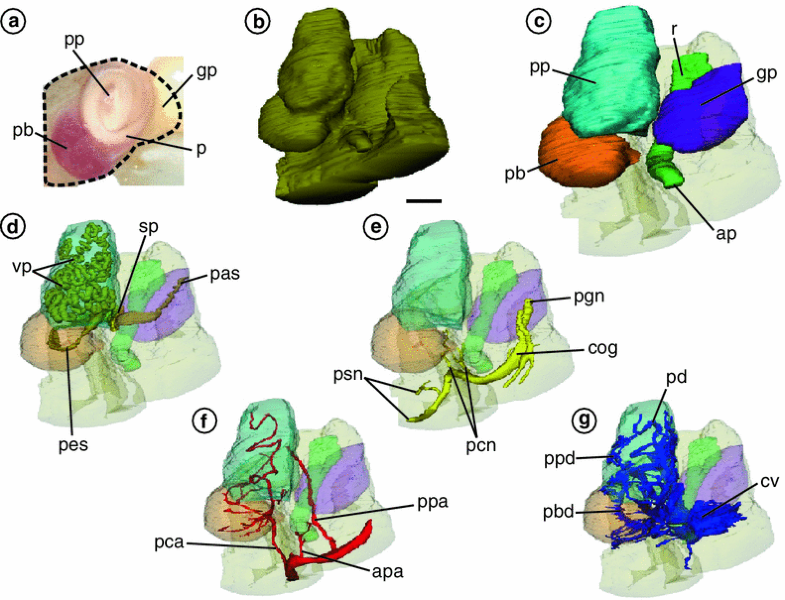 Functional anatomy of male copulatory organs of Pomacea canaliculata ...