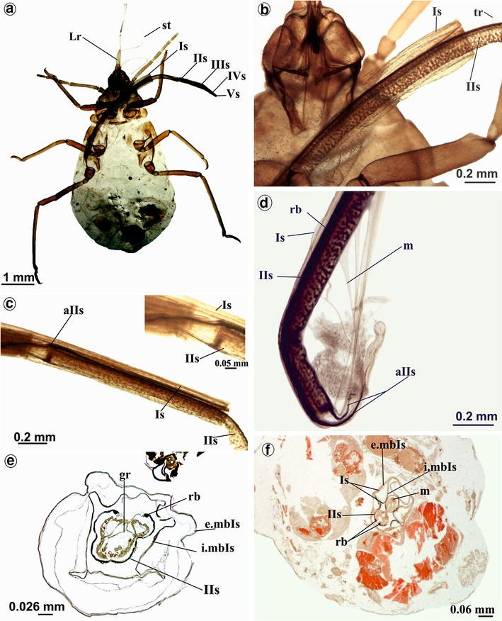 The structure of extremely long mouthparts in the aphid genus Stomaphis ...